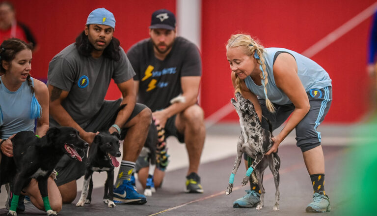 Statistics Main – United Flyball League International